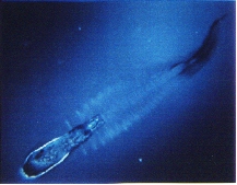 マボヤの発生生物学 東京シネマ新社の科学映像